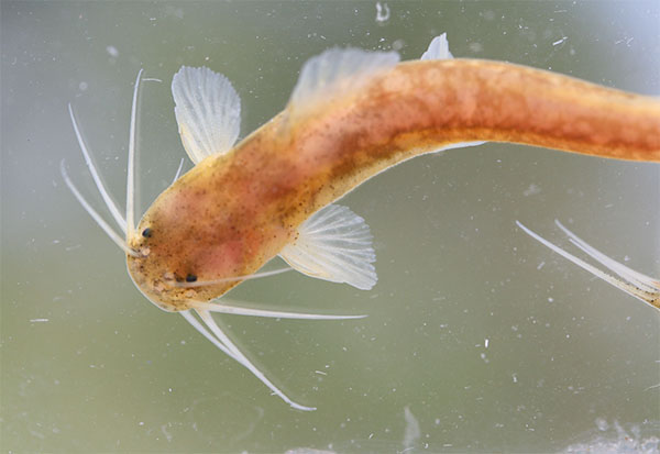 인도퉁가리(Indian torrent catfish) Amblyceps mangois