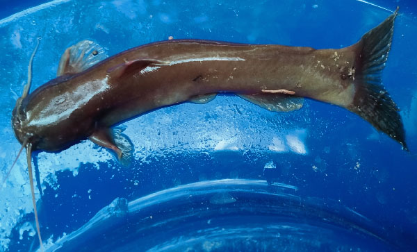 인도퉁가리(Indian torrent catfish) Amblyceps mangois