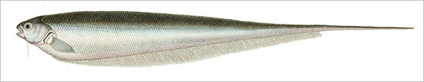 김노투스목(칼고기목) Order Gymnotiformes(Knifefishes).