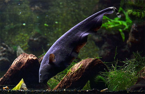 김노투스목(칼고기목) Order Gymnotiformes(Knifefishes).