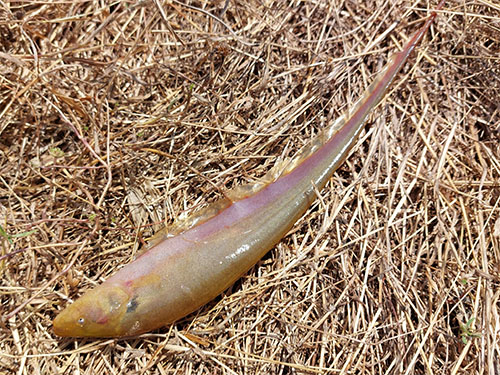 김노투스목(칼고기목) Order Gymnotiformes(Knifefishes).