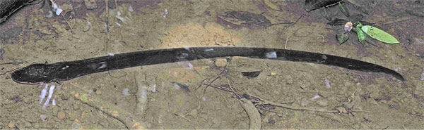 김노투스목(칼고기목) Order Gymnotiformes(Knifefishes).