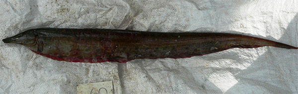 김노투스목(칼고기목) Order Gymnotiformes(Knifefishes).