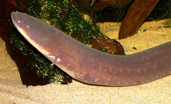 김노투스목(칼고기목) Order Gymnotiformes(Knifefishes).