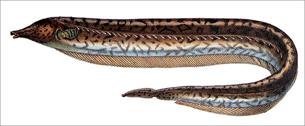김노투스목(칼고기목) Order Gymnotiformes(Knifefishes).