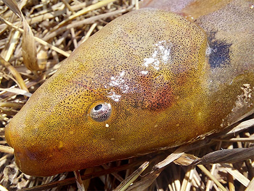 김노투스목(칼고기목) Order Gymnotiformes(Knifefishes).