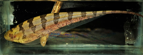 김노투스목(칼고기목) Order Gymnotiformes(Knifefishes).