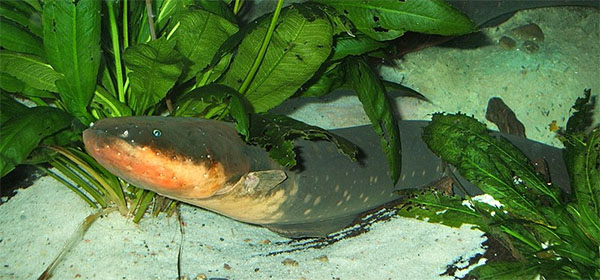 김노투스목(칼고기목) Order Gymnotiformes(Knifefishes).