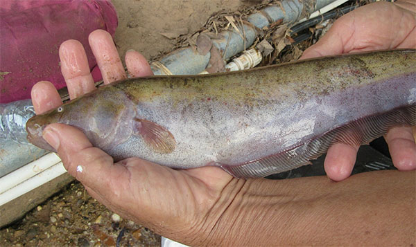 김노투스목(칼고기목) Order Gymnotiformes(Knifefishes).