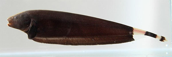 김노투스목(칼고기목) Order Gymnotiformes(Knifefishes).