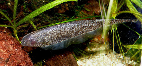 김노투스목(칼고기목) Order Gymnotiformes(Knifefishes).