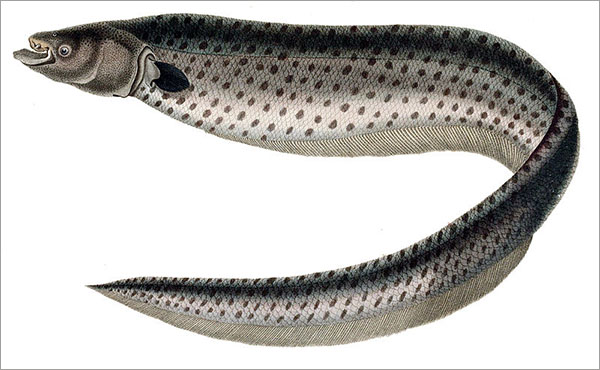 김노투스목(칼고기목) Order Gymnotiformes(Knifefishes).