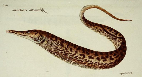 김노투스목(칼고기목) Order Gymnotiformes(Knifefishes).