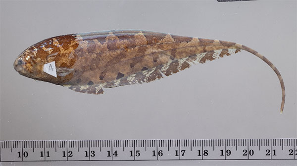 김노투스목(칼고기목) Order Gymnotiformes(Knifefishes).