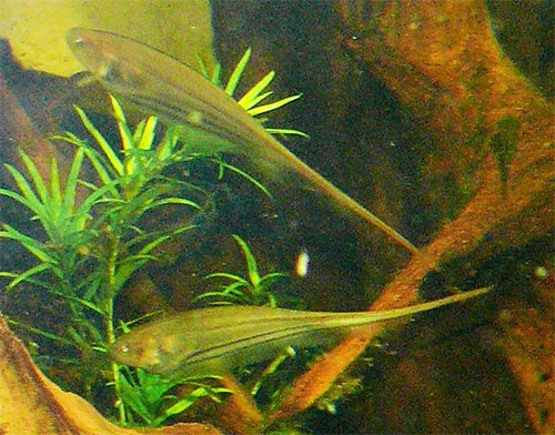 김노투스목(칼고기목) Order Gymnotiformes(Knifefishes).