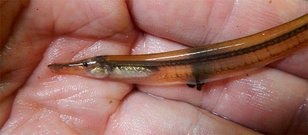 김노투스목(칼고기목) Order Gymnotiformes(Knifefishes).
