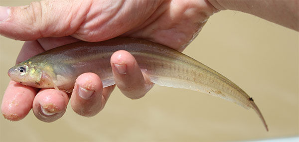 김노투스목(칼고기목) Order Gymnotiformes(Knifefishes).