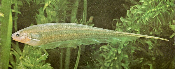 김노투스목(칼고기목) Order Gymnotiformes(Knifefishes).