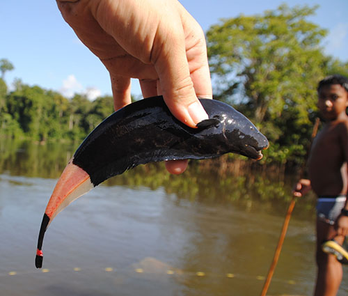 김노투스목(칼고기목) Order Gymnotiformes(Knifefishes).