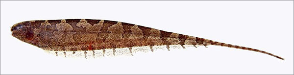 김노투스목(칼고기목) Order Gymnotiformes(Knifefishes).