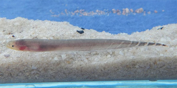 김노투스목(칼고기목) Order Gymnotiformes(Knifefishes).