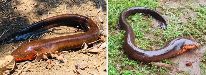 전기뱀장어(Electric eel). Electrophorus electricus