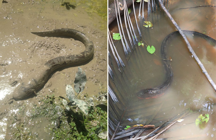 전기뱀장어(Electric eel). Electrophorus electricus