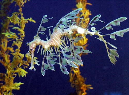 나뭇잎해룡(Leafy seadragon). Phycodurus eques