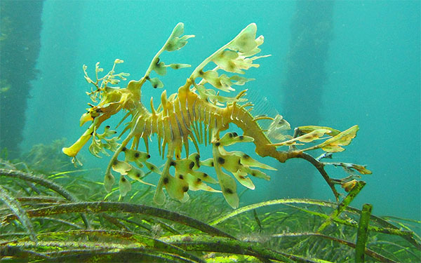 나뭇잎해룡(Leafy seadragon). Phycodurus eques