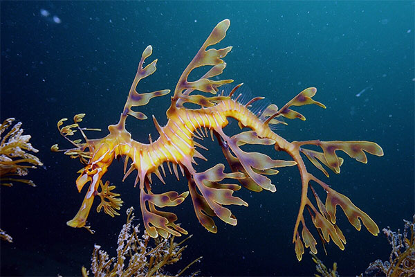 나뭇잎해룡(Leafy seadragon). Phycodurus eques