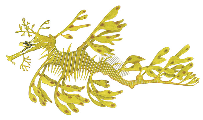 나뭇잎해룡(Leafy seadragon). Phycodurus eques