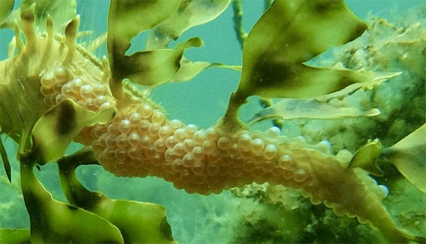 나뭇잎해룡(Leafy seadragon). Phycodurus eques