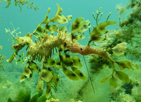 나뭇잎해룡(Leafy seadragon). Phycodurus eques