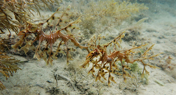 나뭇잎해룡(Leafy seadragon). Phycodurus eques