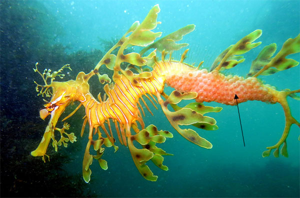 나뭇잎해룡(Leafy seadragon). Phycodurus eques