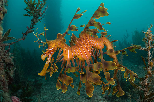 나뭇잎해룡(Leafy seadragon). Phycodurus eques