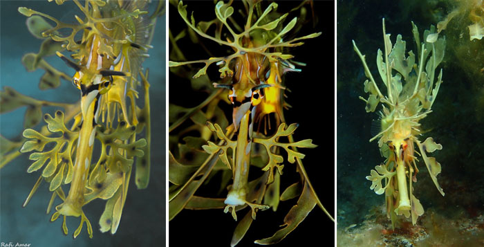 나뭇잎해룡(Leafy seadragon). Phycodurus eques