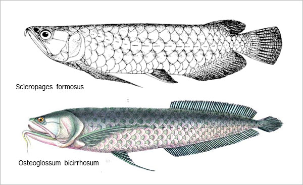 아시아 아로와나(용어,龍魚), Asian arowana(Dragon fish); Scleropages formosus