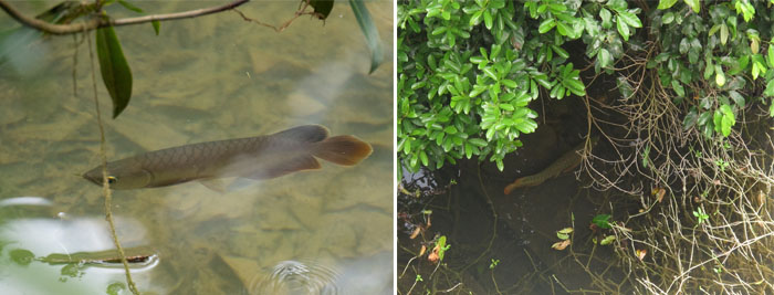 아시아 아로와나(용어,龍魚), Asian arowana(Dragon fish); Scleropages formosus