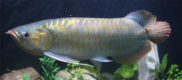 아시아 아로와나(용어,龍魚), Asian arowana(Dragon fish); Scleropages formosus