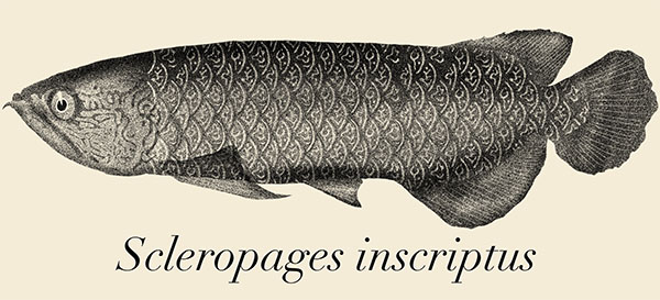아시아 아로와나(용어,龍魚), Asian arowana(Dragon fish); Scleropages formosus