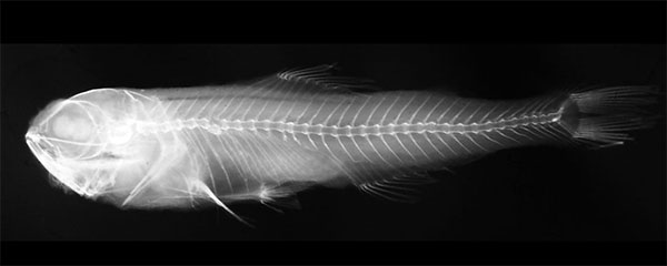 롱핀랜턴피시(Longfin lanternfish). Diogenichthys atlanticus