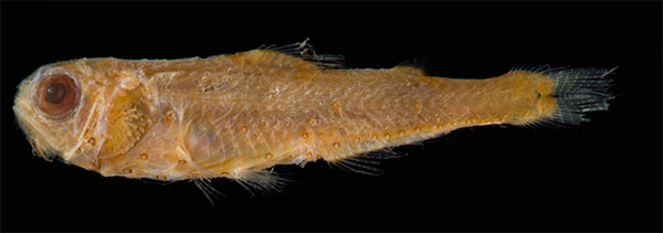 롱핀랜턴피시(Longfin lanternfish). Diogenichthys atlanticus