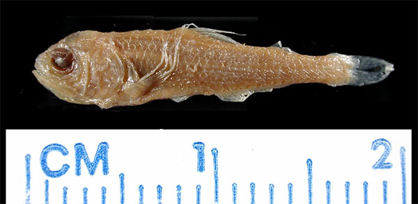 롱핀랜턴피시(Longfin lanternfish). Diogenichthys atlanticus