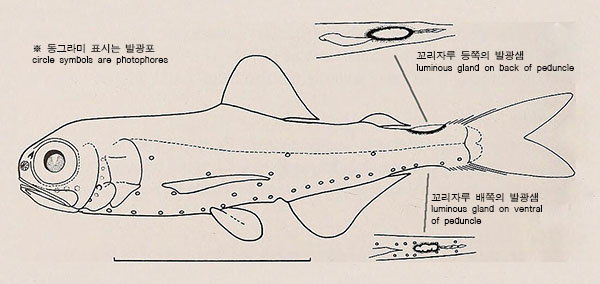 롱핀랜턴피시(Longfin lanternfish). Diogenichthys atlanticus