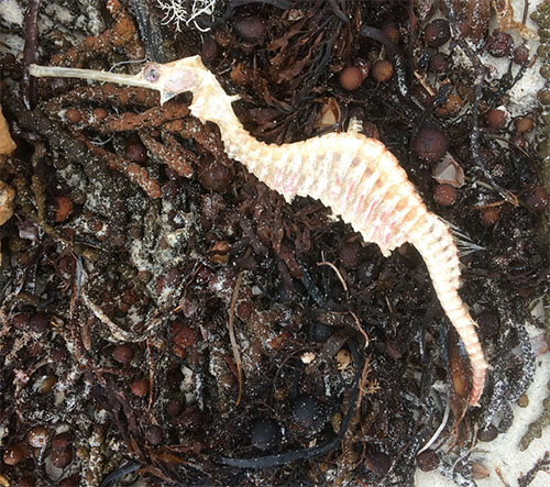 루비해룡(Ruby seadragon). Phyllopteryx dewysea(Stiller, Wilson & Rouse ...