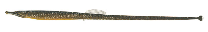 흰점실고기(Beady pipefish). Hippichthys penicillus