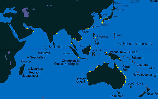 흰점실고기(Beady pipefish). Hippichthys penicillus