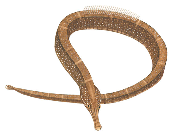 흰점실고기(Beady pipefish). Hippichthys penicillus