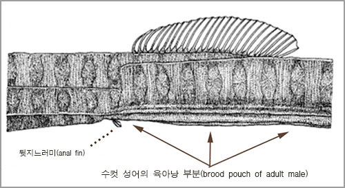 흰점실고기(Beady pipefish). Hippichthys penicillus